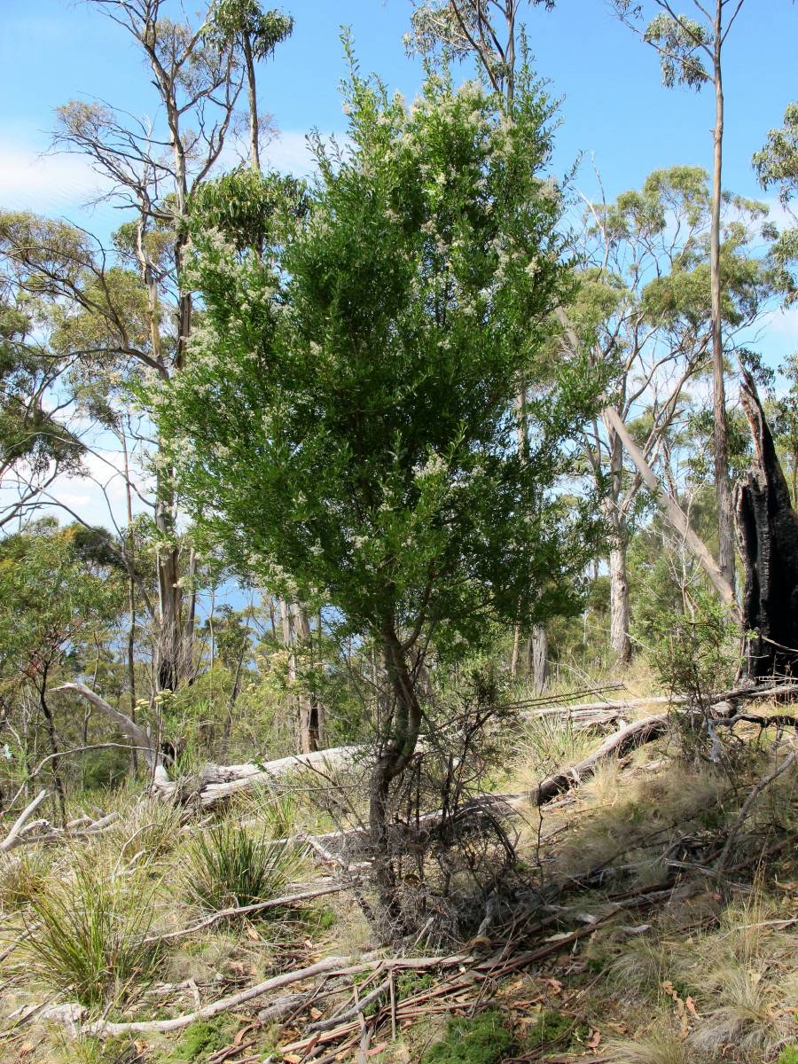 Summer A Guide To Tasmanian Flora