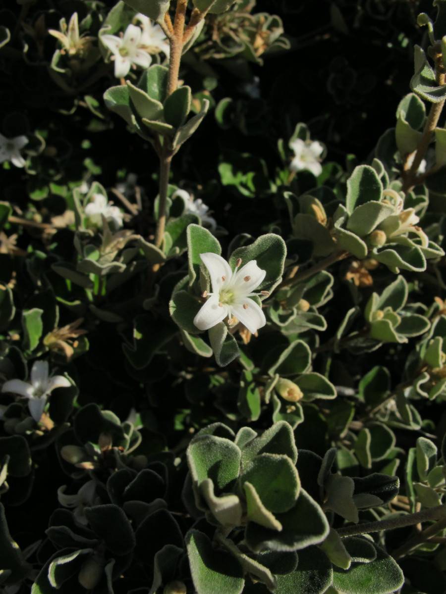 Autumn - A Guide to Tasmanian Flora