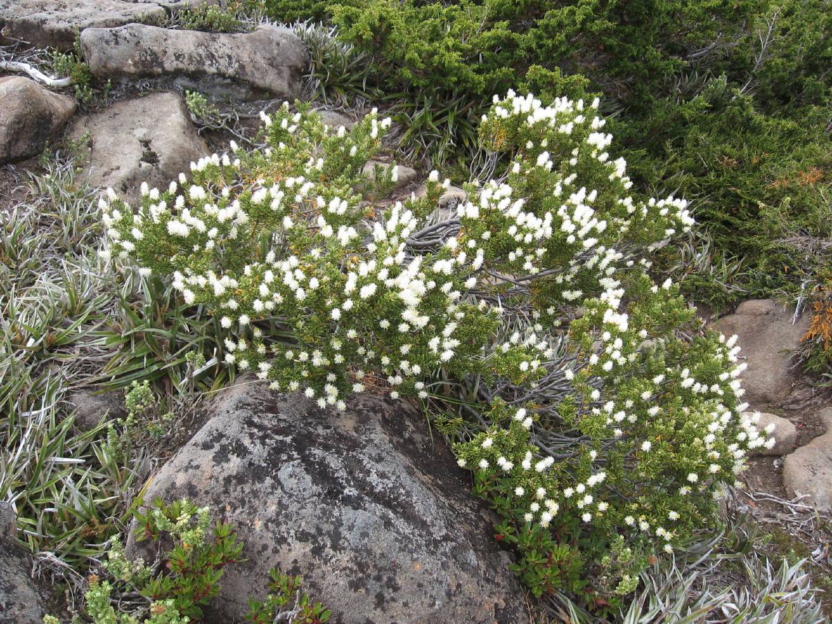 M-P – A Guide to Tasmanian Flora