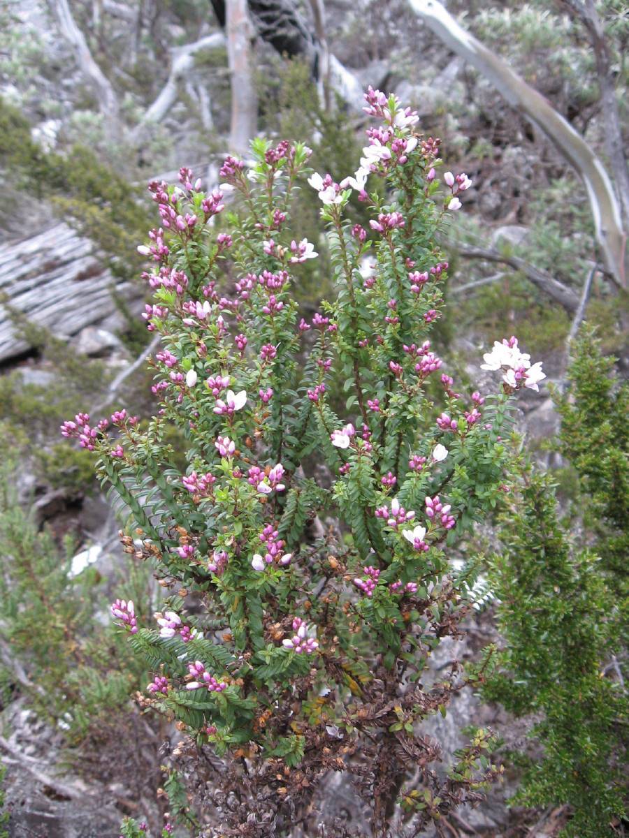 U Z A Guide To Tasmanian Flora