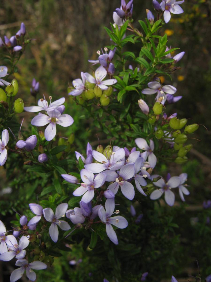 U Z A Guide To Tasmanian Flora